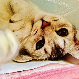 ブログの更新しました。 https://ict-cat.com/｜ICTのねこ｜note