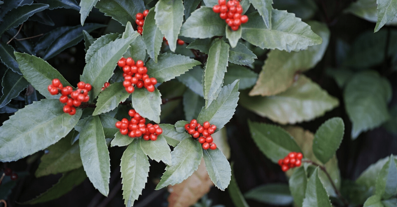 紹介note.27 定期購読マガジン、メンバーシップメンバーさんの旬の記事紹介｜Ryosuke Matsusima｜note