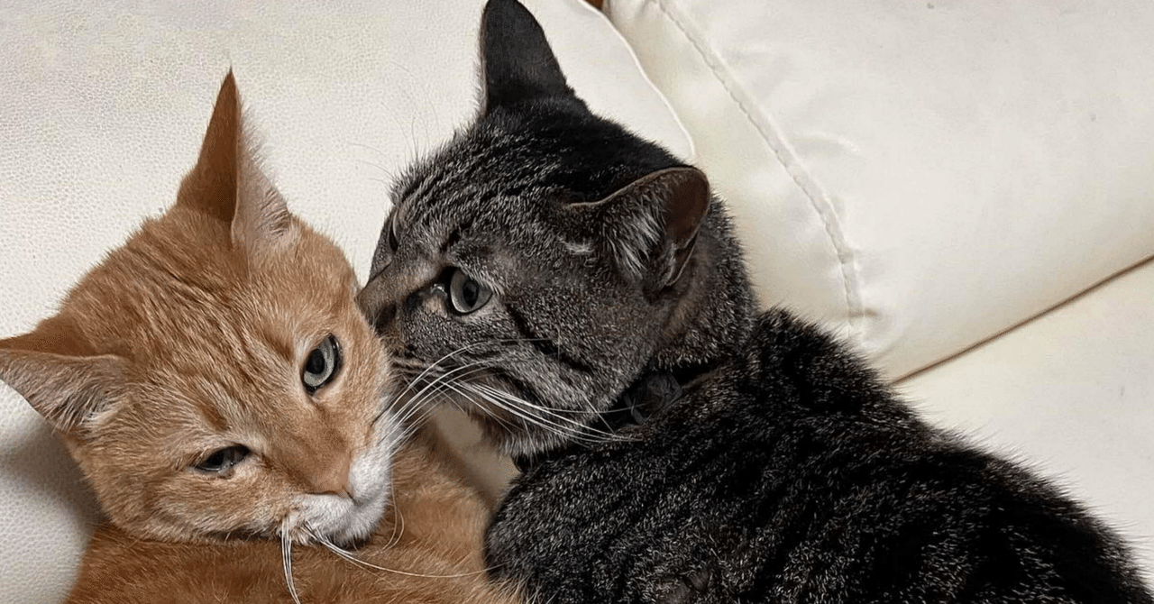 G1 阪神JF：最終予想（G3カペラSもおまけ）｜バークレー教授