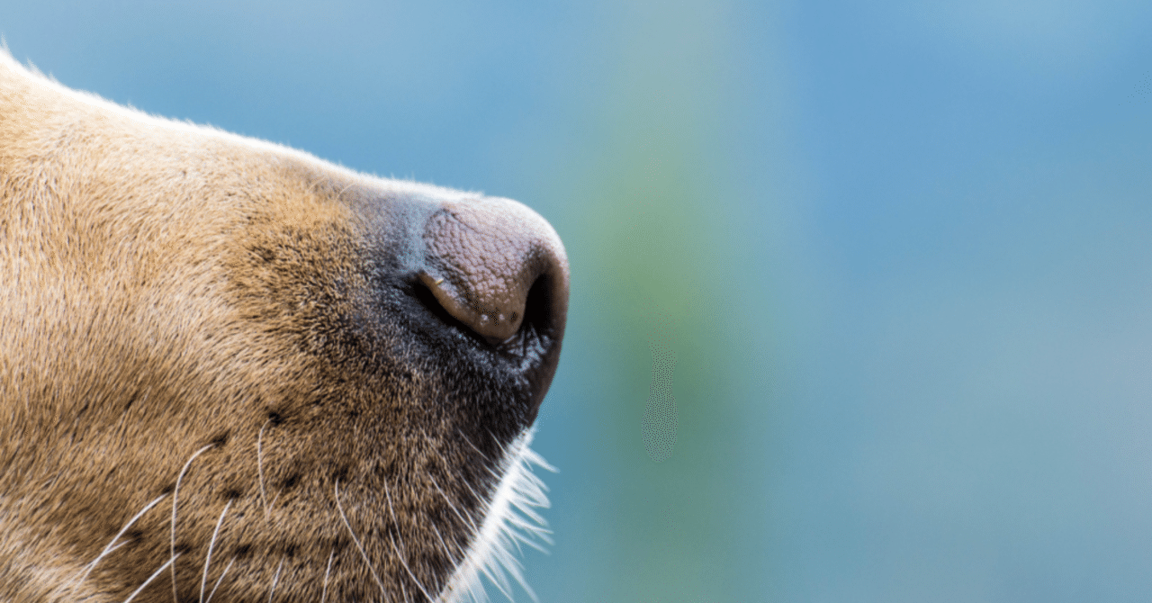 恋愛×嗅覚×鬼滅の刃｜Yuka｜note