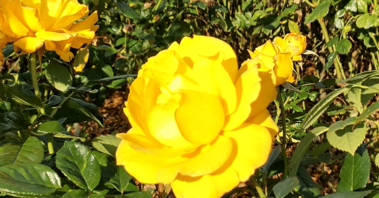 ☆12/11 常滑5R 12:44☆｜みるく｜note