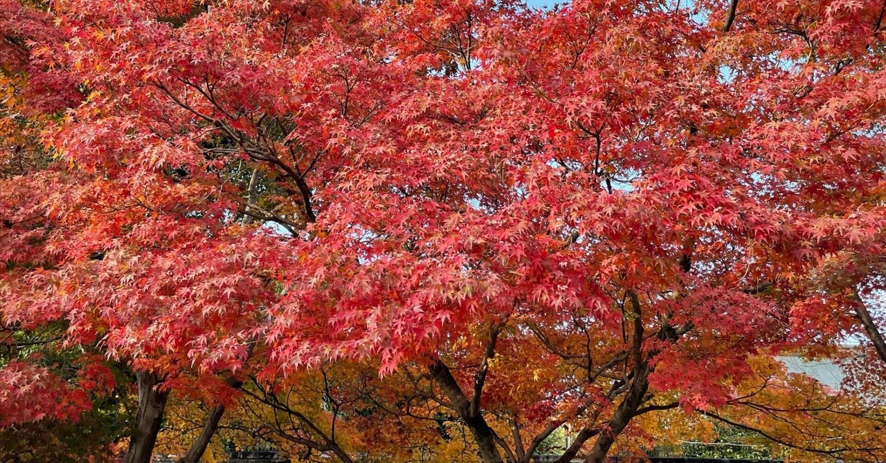 「夢」を持つということ｜吉田彩乃