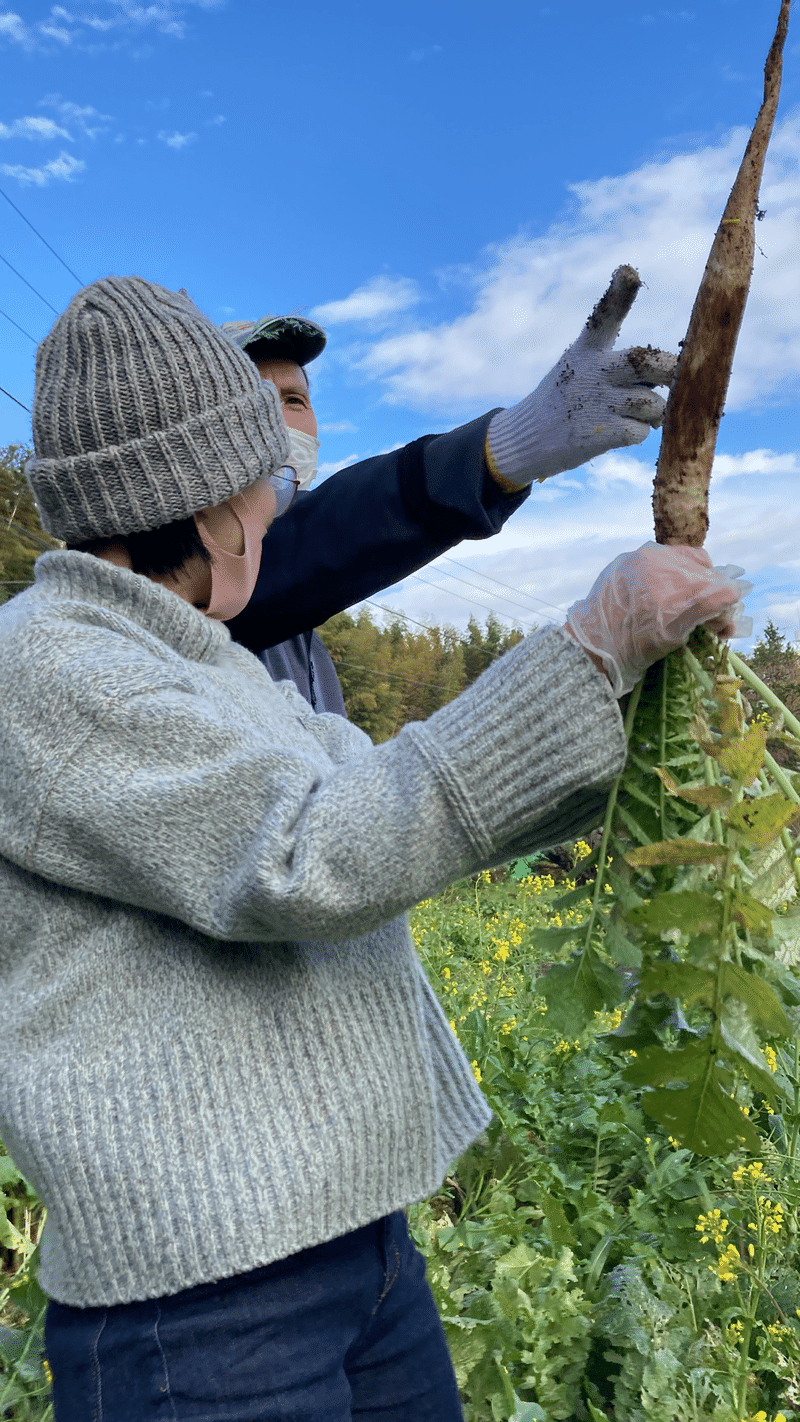 横山農園｜sachi｜note