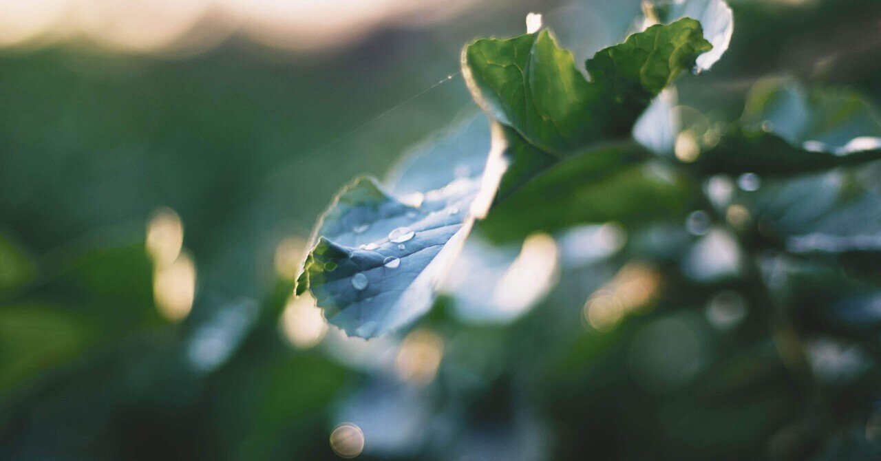 X-Pro3とAi Nikkor 50mmf1.4に桃源郷があった｜Re:Tk｜note