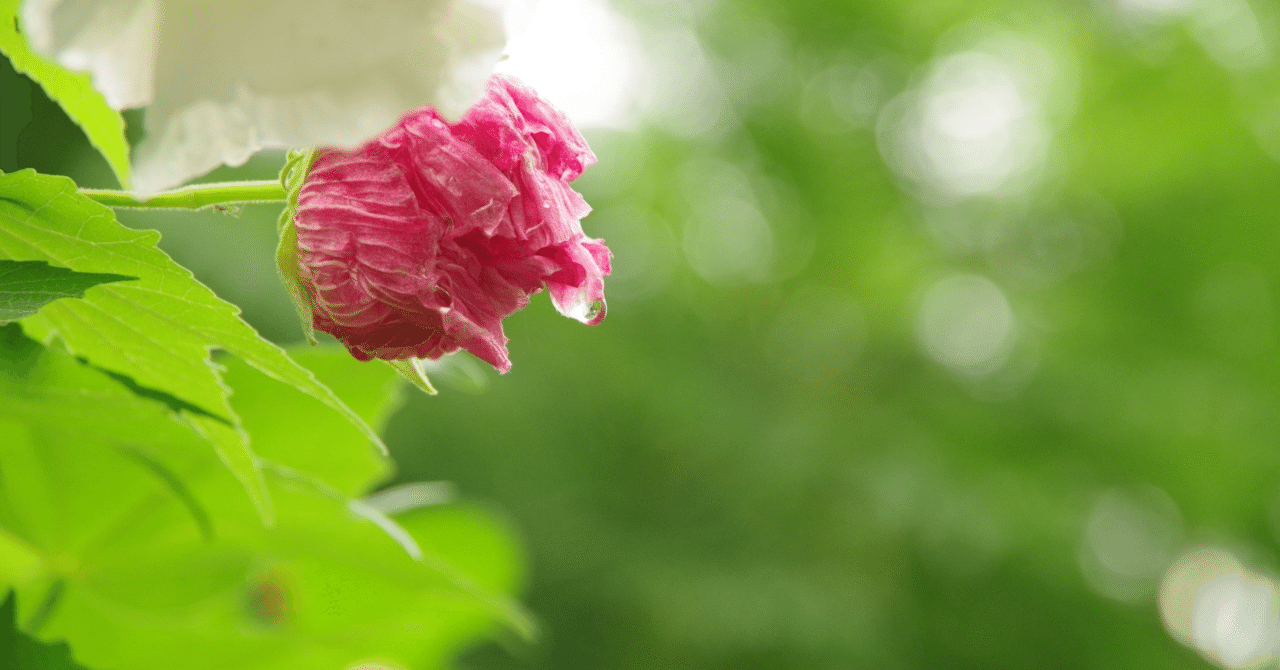 大村6R 17:07｜競艇マニア｜note