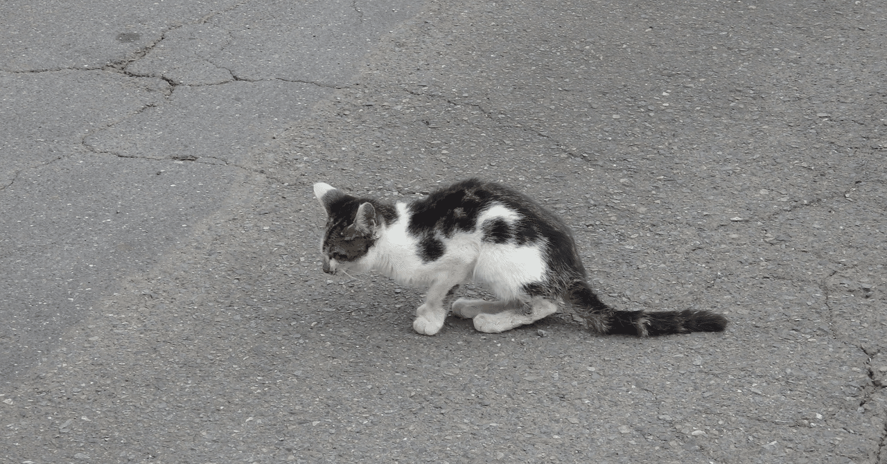 ふゆの音｜misaki｜note