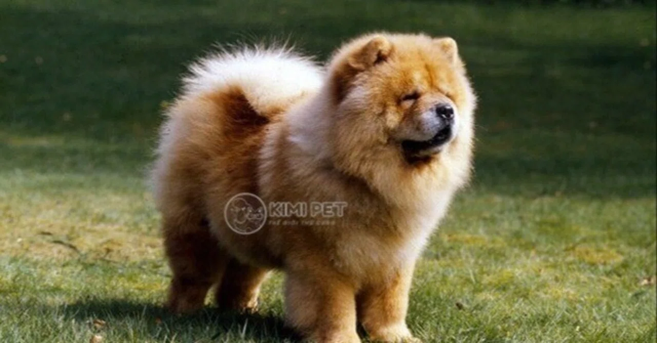 [Giải đáp] Chó Chow Chow Mini giá bao nhiêu và những lưu ý khi mua｜Kimi ...