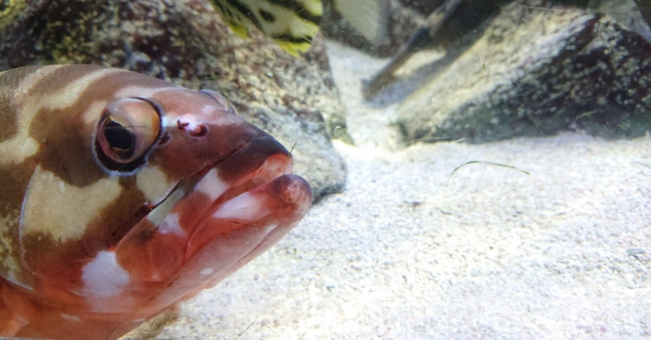 本当に、努力すれば必ず報われるの？｜Ayano｜note