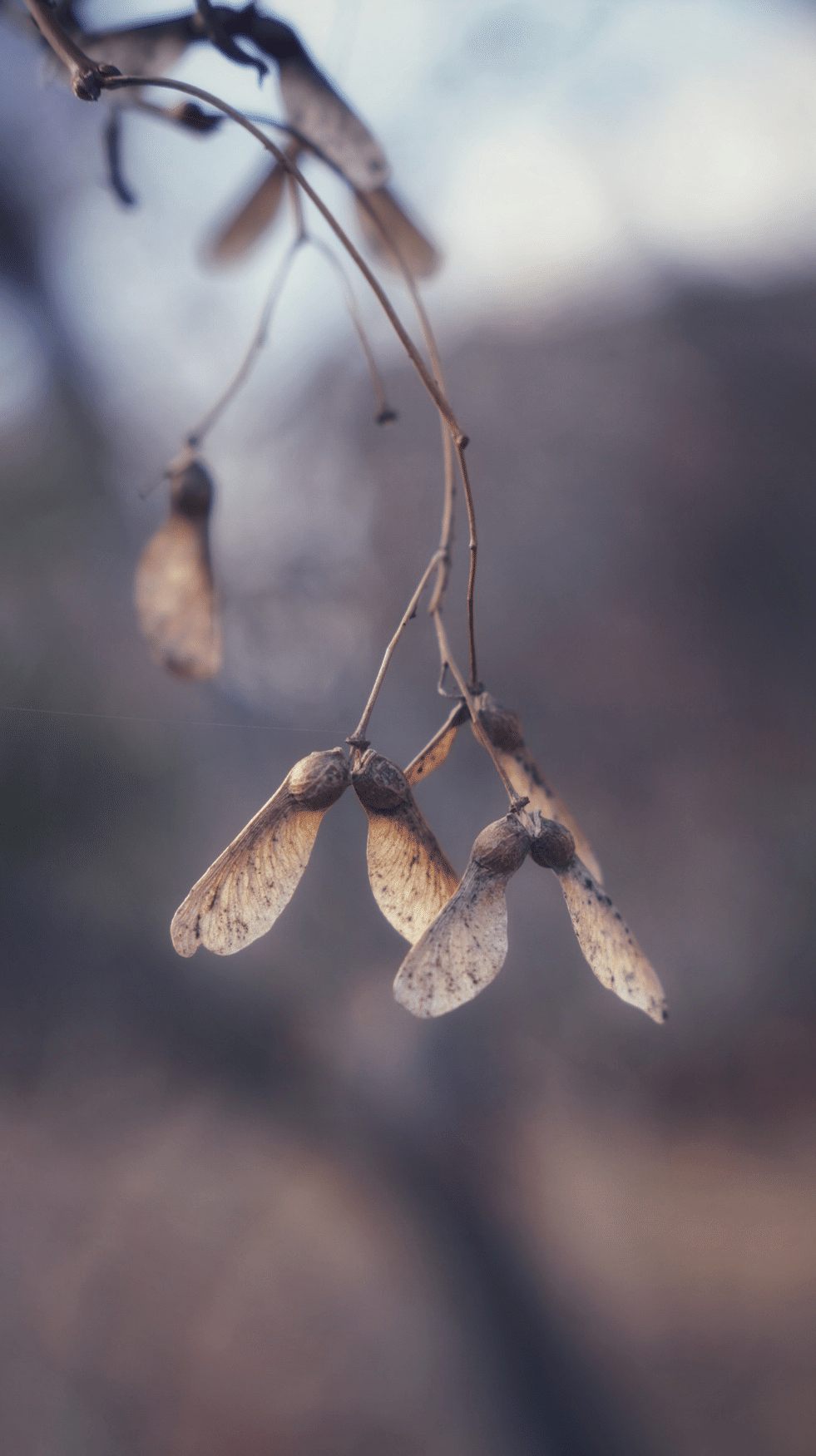 maple seeds｜Yutaka Kano｜note
