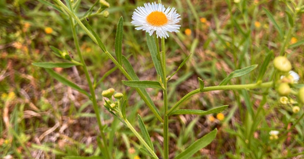 《詩》 image｜メメントモリ【mitsu_asami】｜note