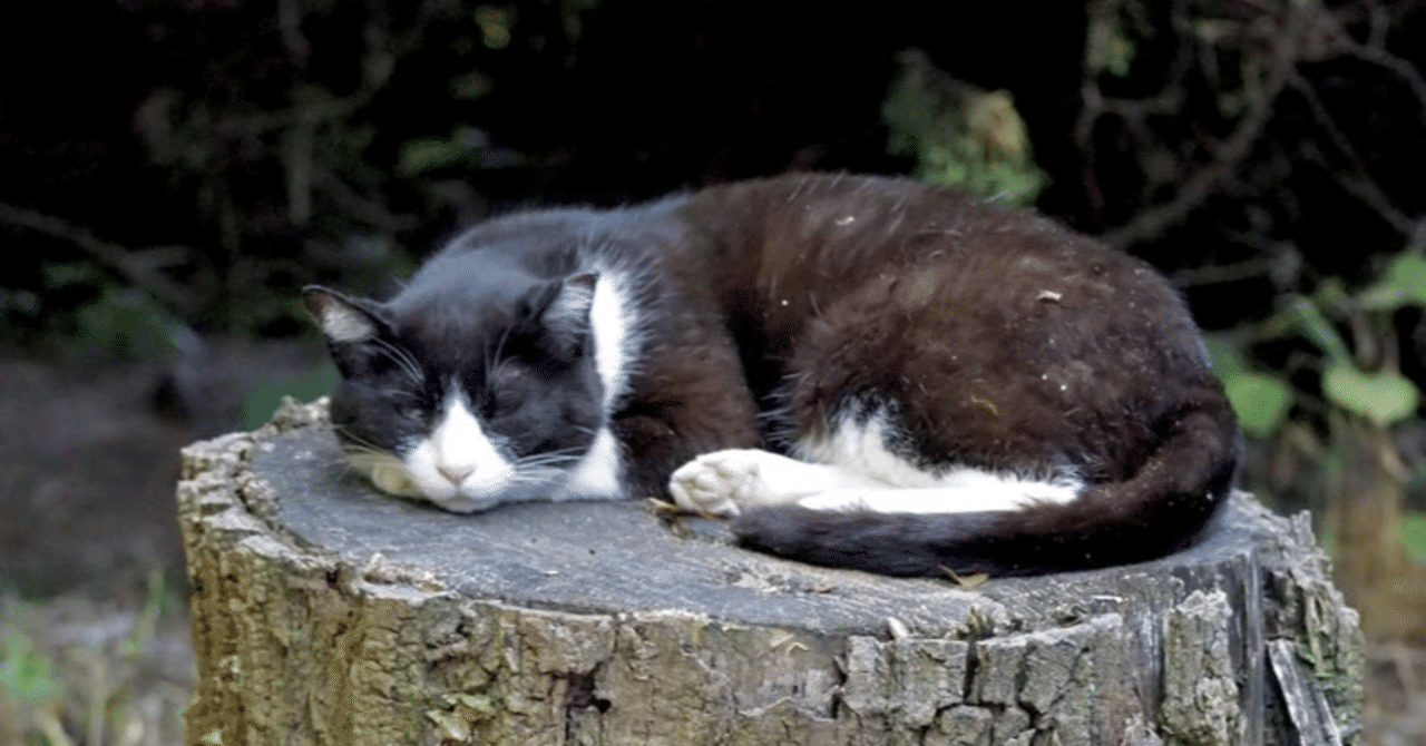 【2】熟睡を取り戻すために｜詞葉-kotoha-｜note