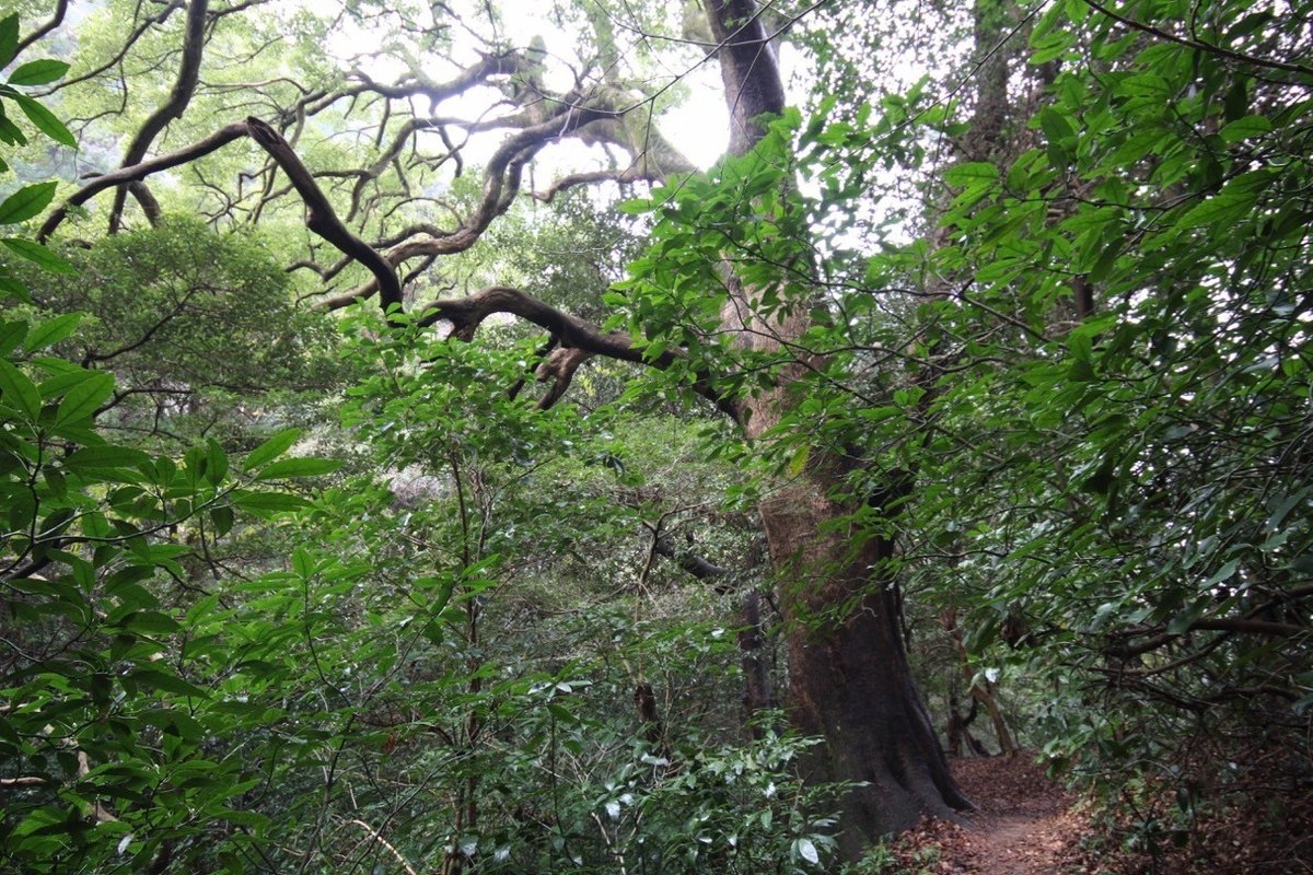 クスノキの原生林｜森の案内人