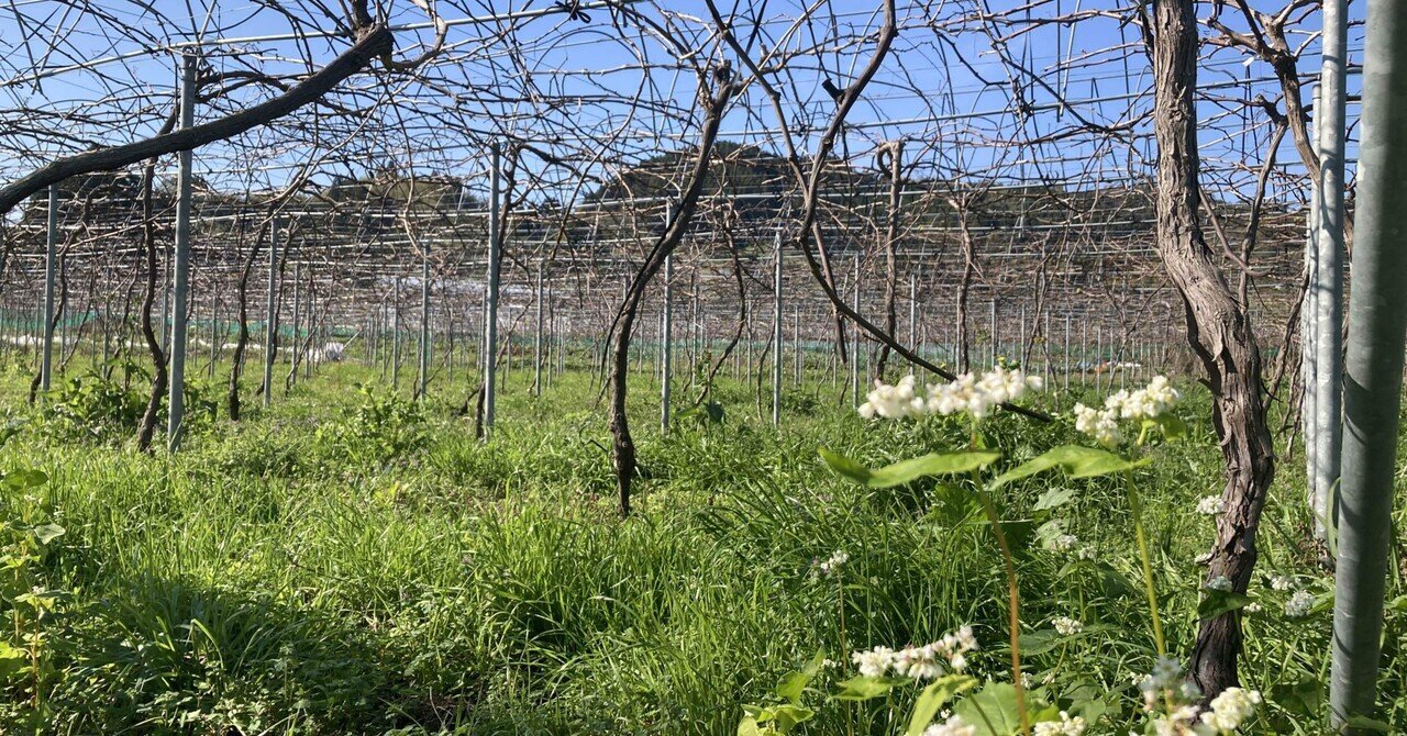 私もいつか野花がたくさんの畑がしたい｜simasima