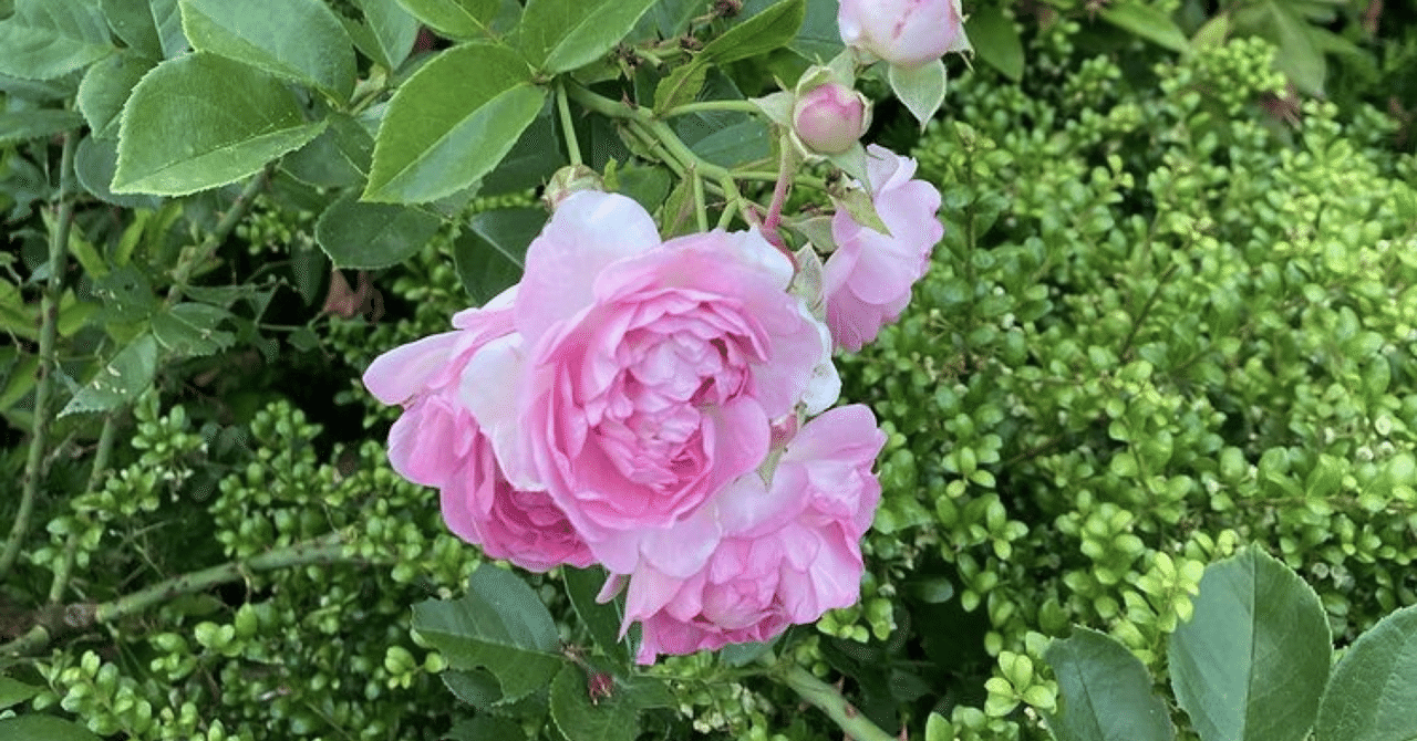 庭の不思議｜Yukiko-Leaf｜note