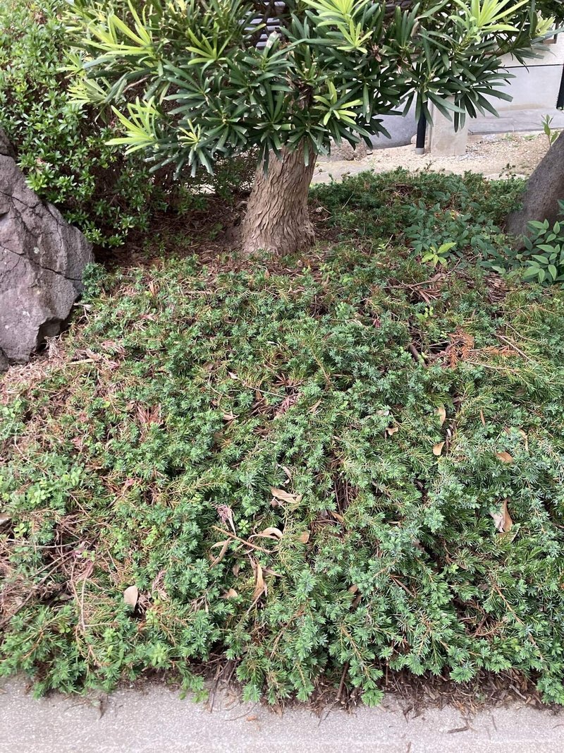 庭の不思議｜Yukiko-Leaf｜note