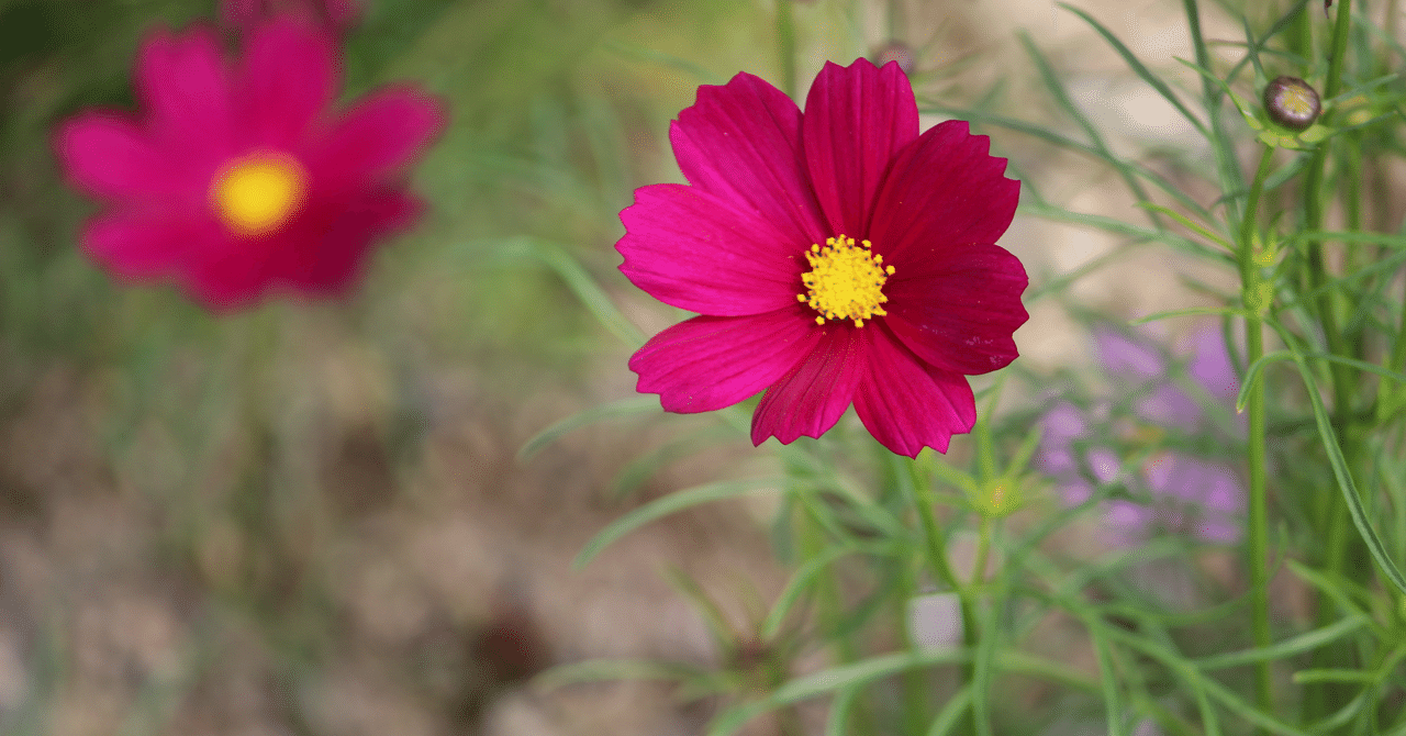 ubuntu{22-10} shotwell install｜blue06_2022｜note