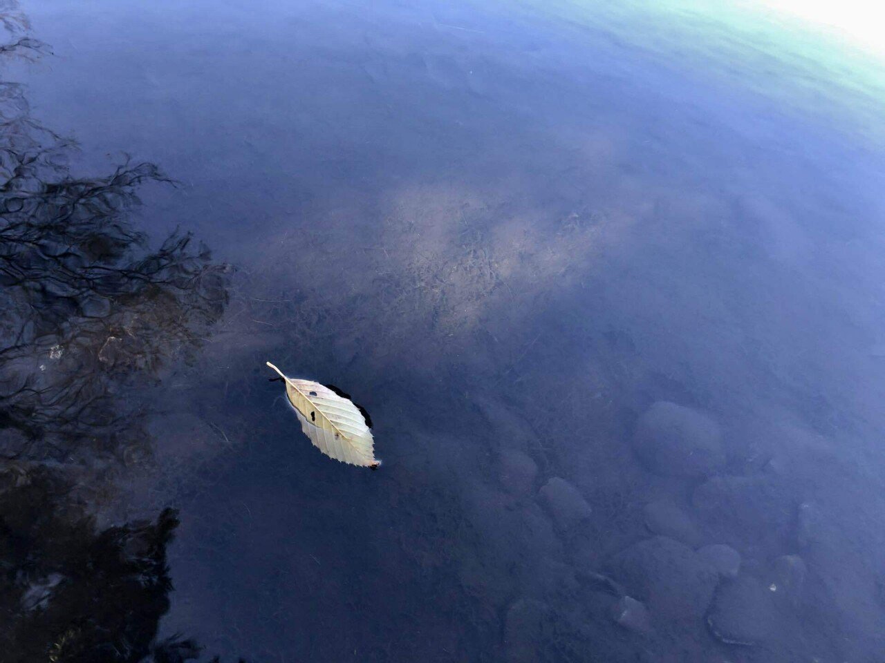 木の葉一枚｜team_ueno｜note