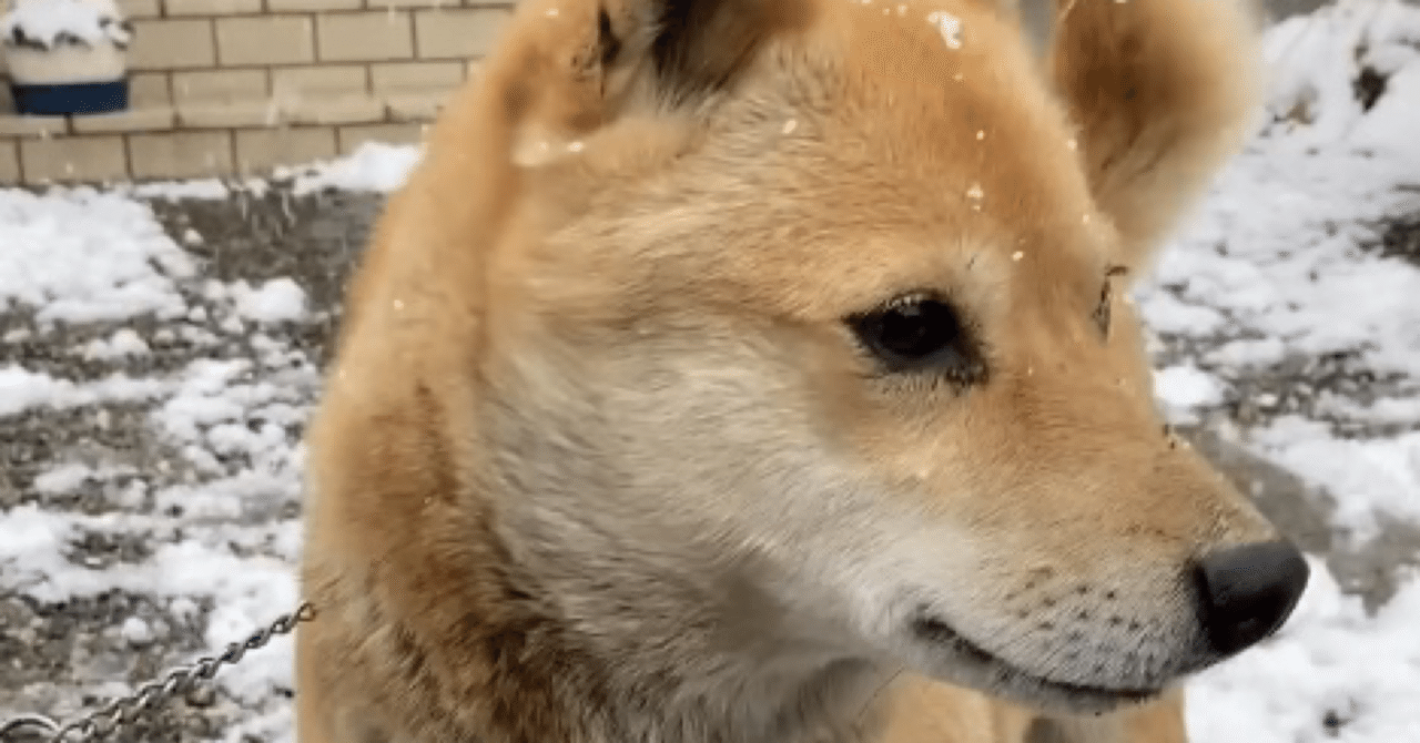 雪と山陰柴犬｜Daisuke_Noda