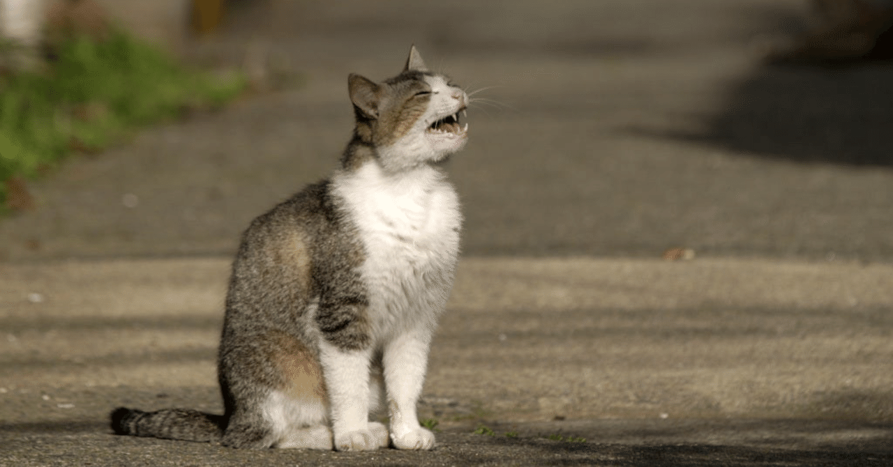 ubuntu でC＃ commandline｜blue06_2022