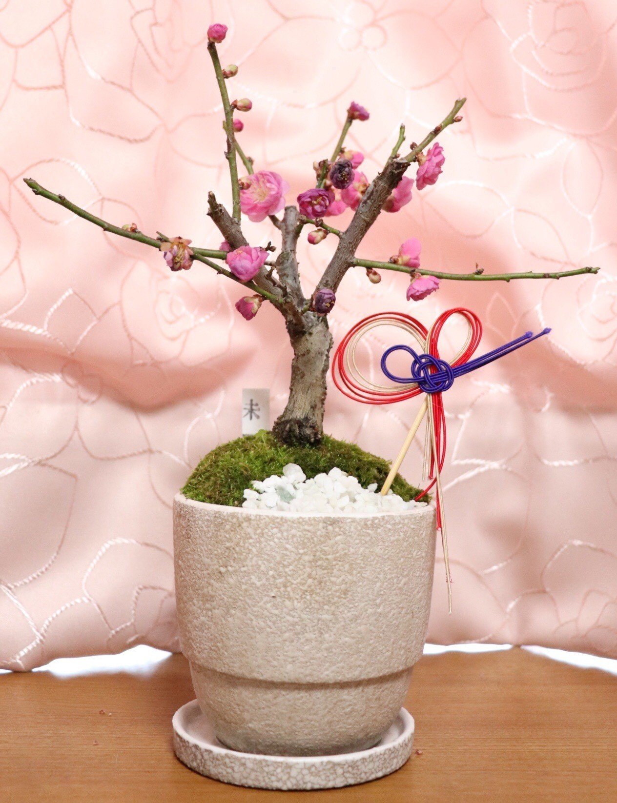 かわいい子たち！｜Synchkrie