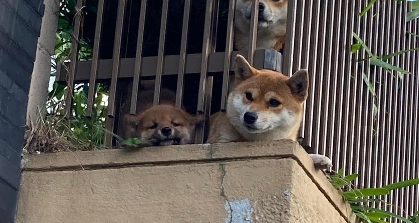 こなつチャンネル｜NicePapa 平野 尚志｜note