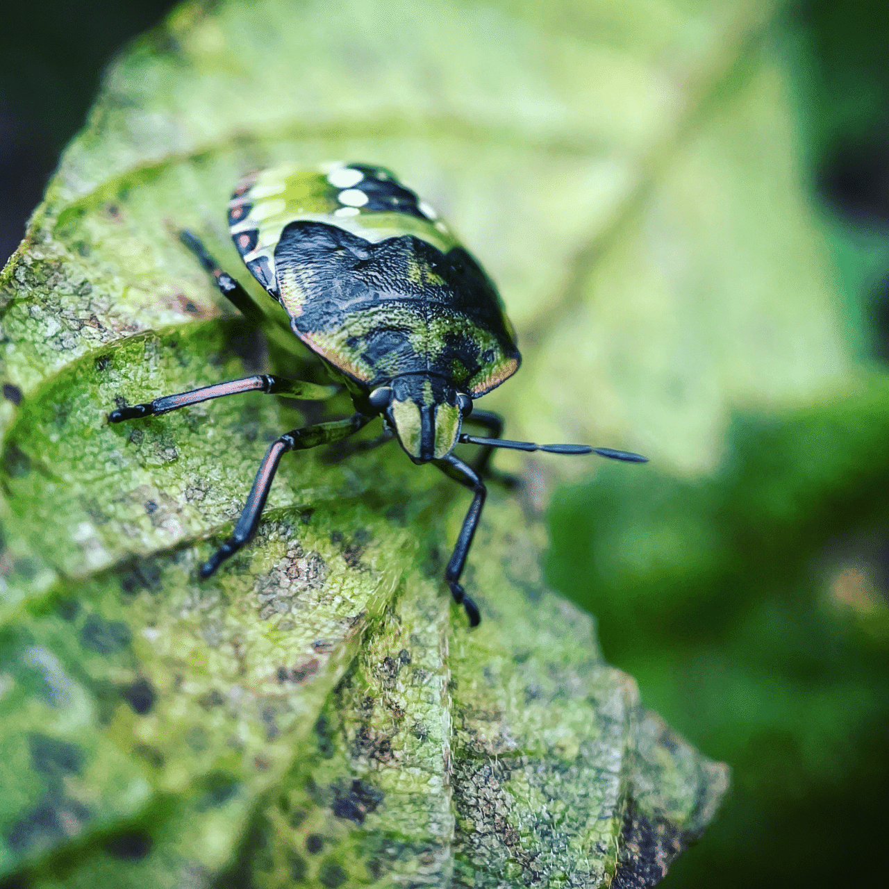 #そのへんの3cm vol.1605 iPhoneでマクロ1600回達成 #アオクサカメムシ ｜フジイピカピ / そのへんの3cmを撮る人