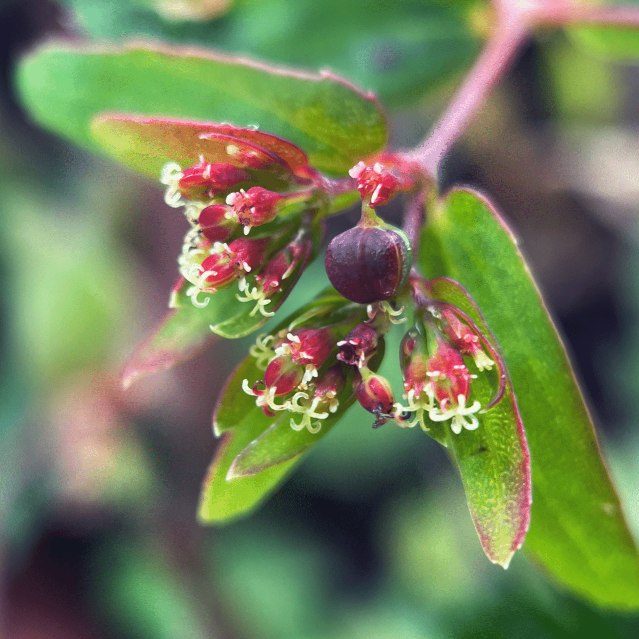 #そのへんの3cm vol.1606 iPhoneでマクロ1600回達成 #オオニシキソウ #大錦草｜フジイピカピ / そのへんの3cmを撮る人