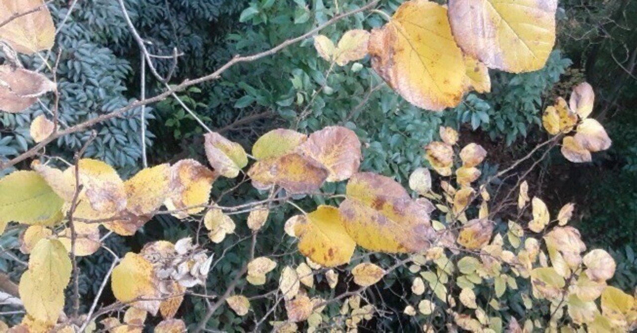 ホルンの話｜ohabari_t7