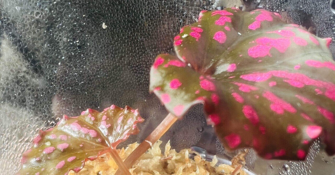 湿度が必要な植物｜ao_AKEMI｜note