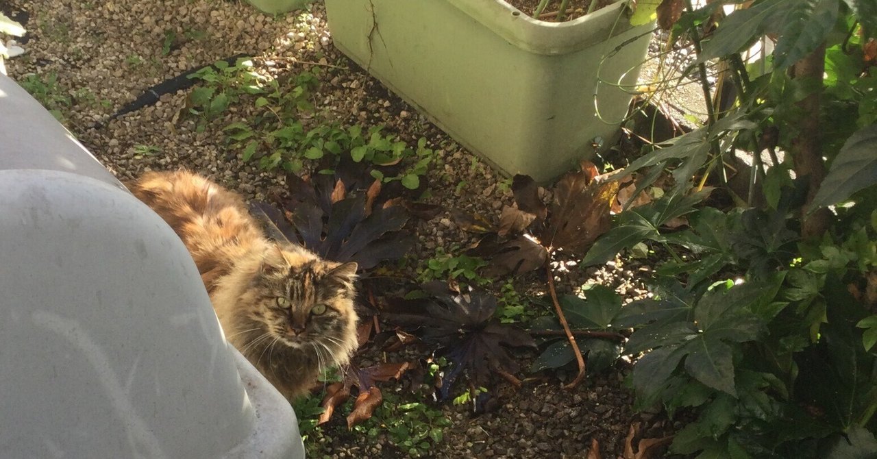 地域猫さん｜Chappy｜note