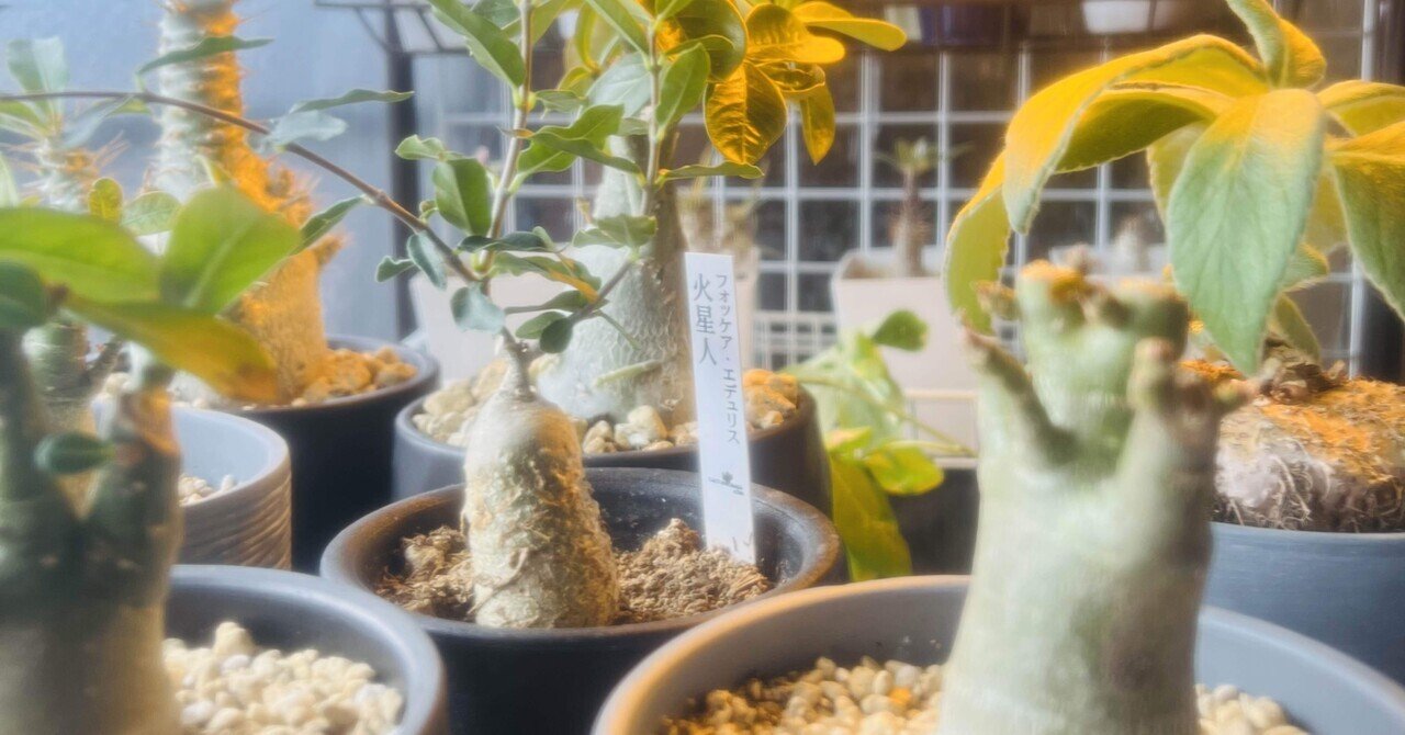 朝の至福の時 塊根植物｜ao_AKEMI｜note