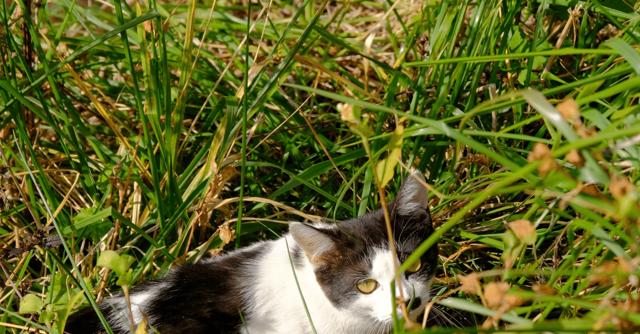 databaseの把握{ubuntu} 2022-12-25｜blue06_2022