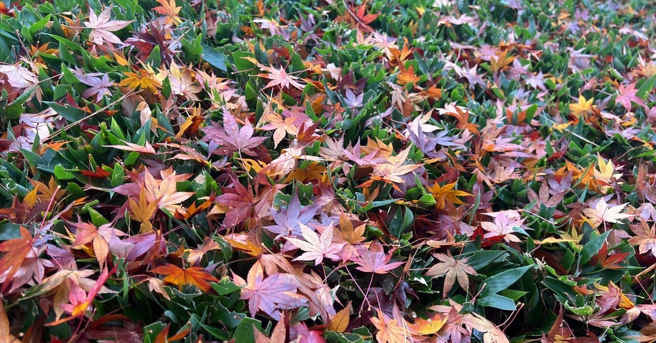 お礼まで｜D-RASHISA