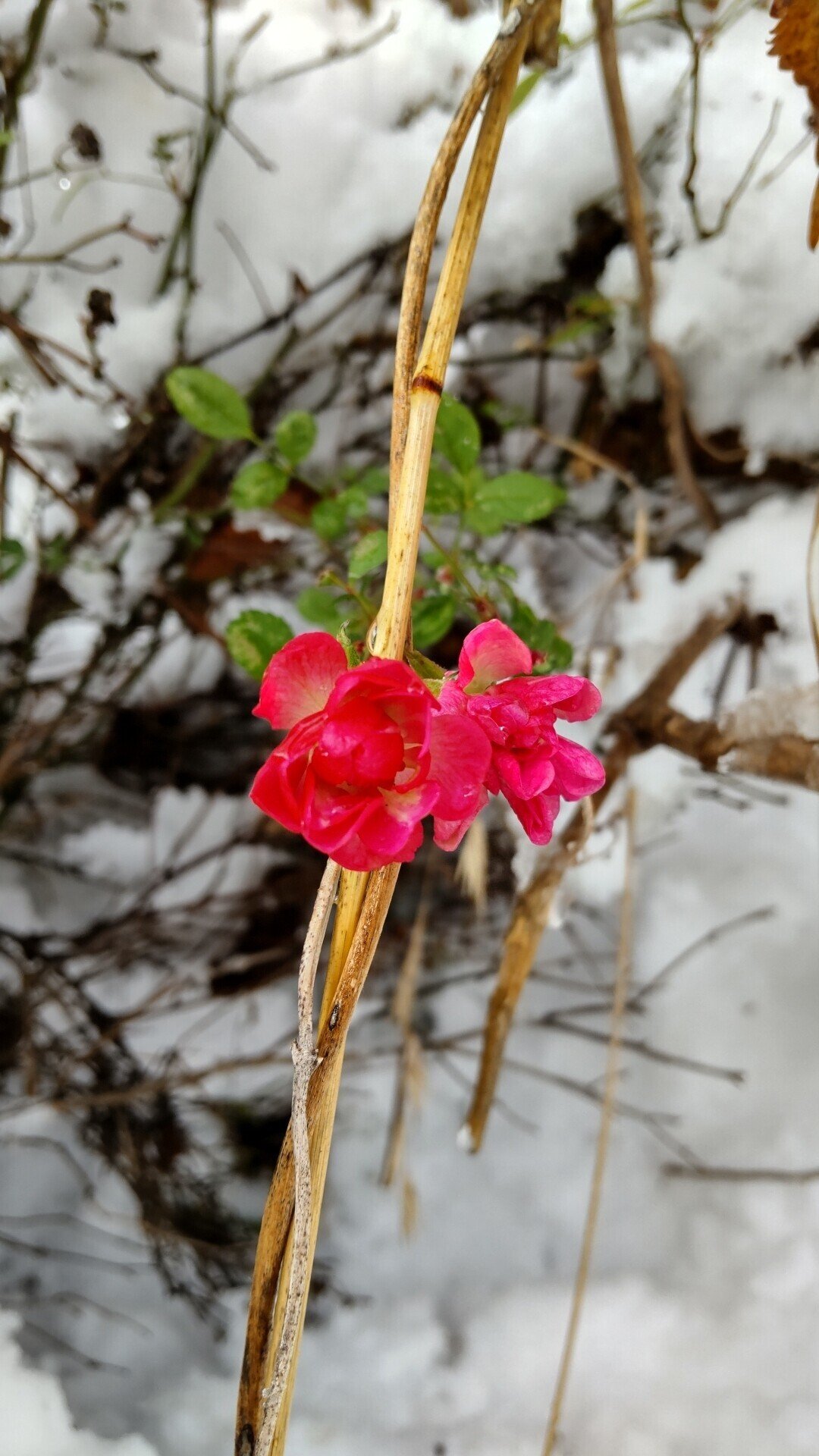 けなげに咲く｜mojira｜note