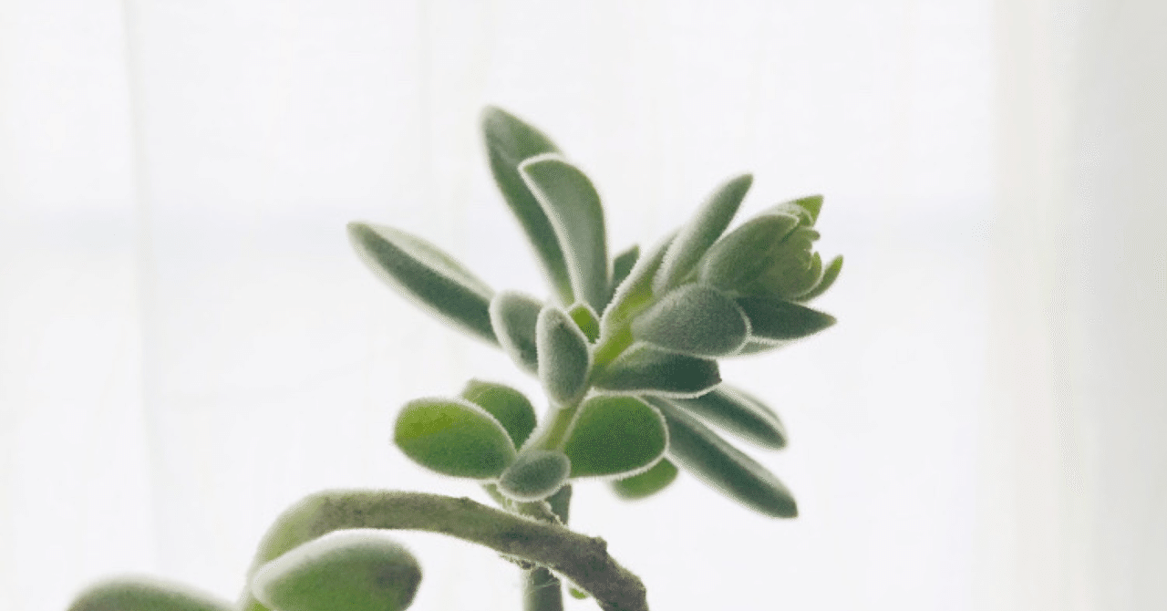 小さな芽｜Yukiko-Leaf