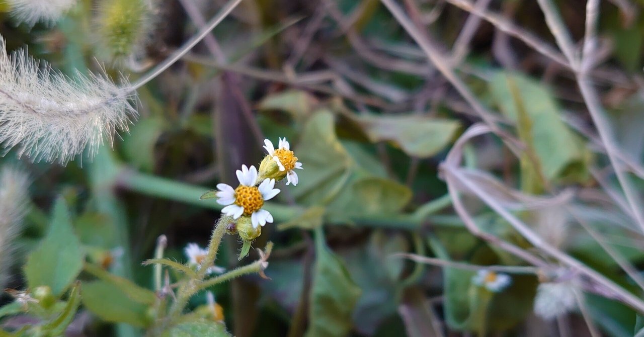 野花｜yuko｜note