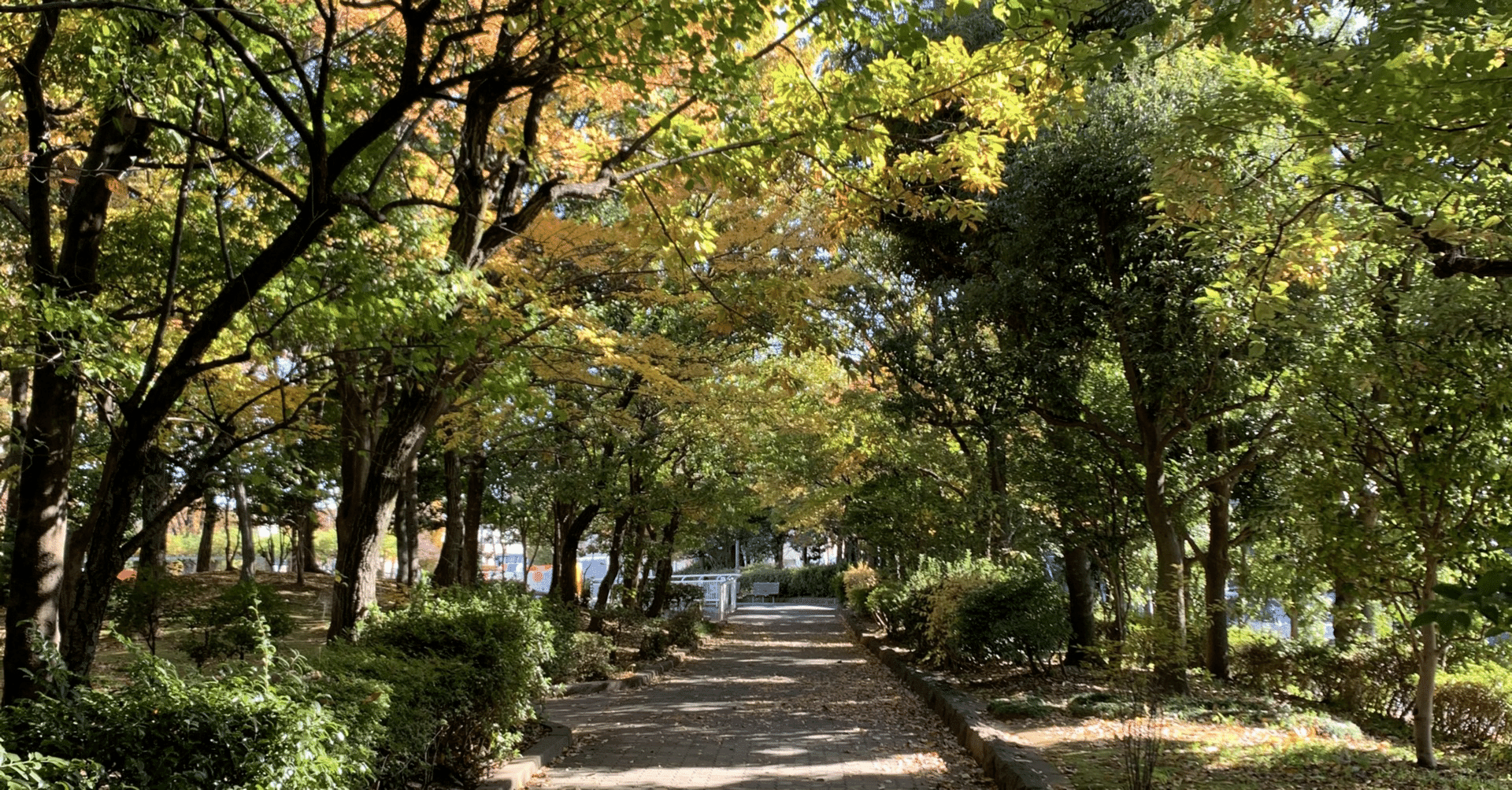 Natsumi Sakamoto｜note