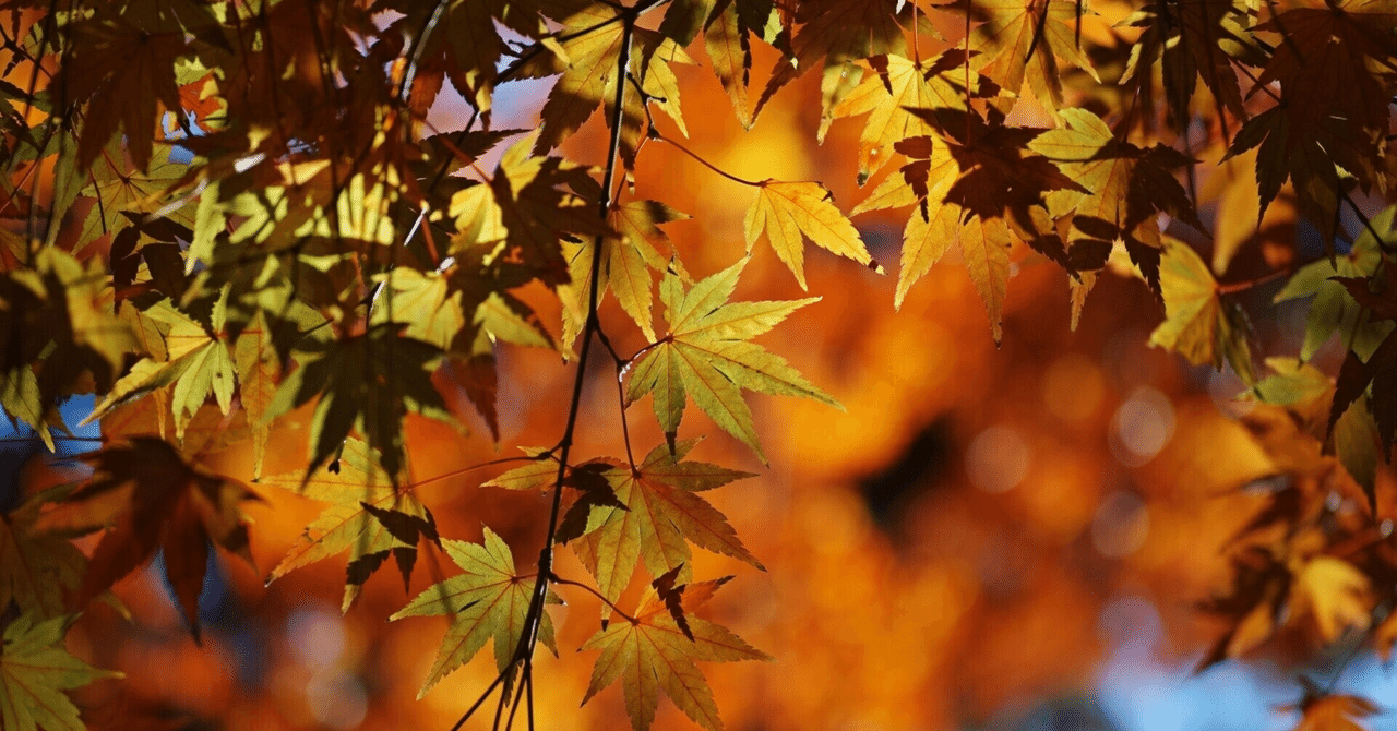 最も良い教師とは、最も多くの失敗談を語れる教師である（ユダヤの格言より）～失敗はもはや成功であると思う理由～｜Ryosuke Matsusima