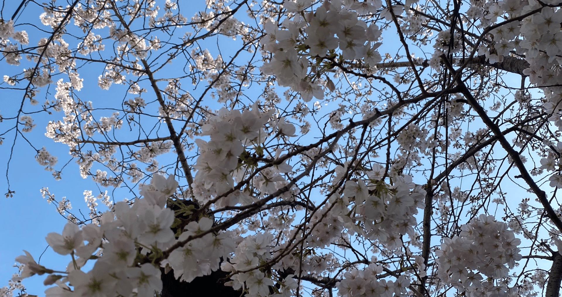 haru_komorebi｜note