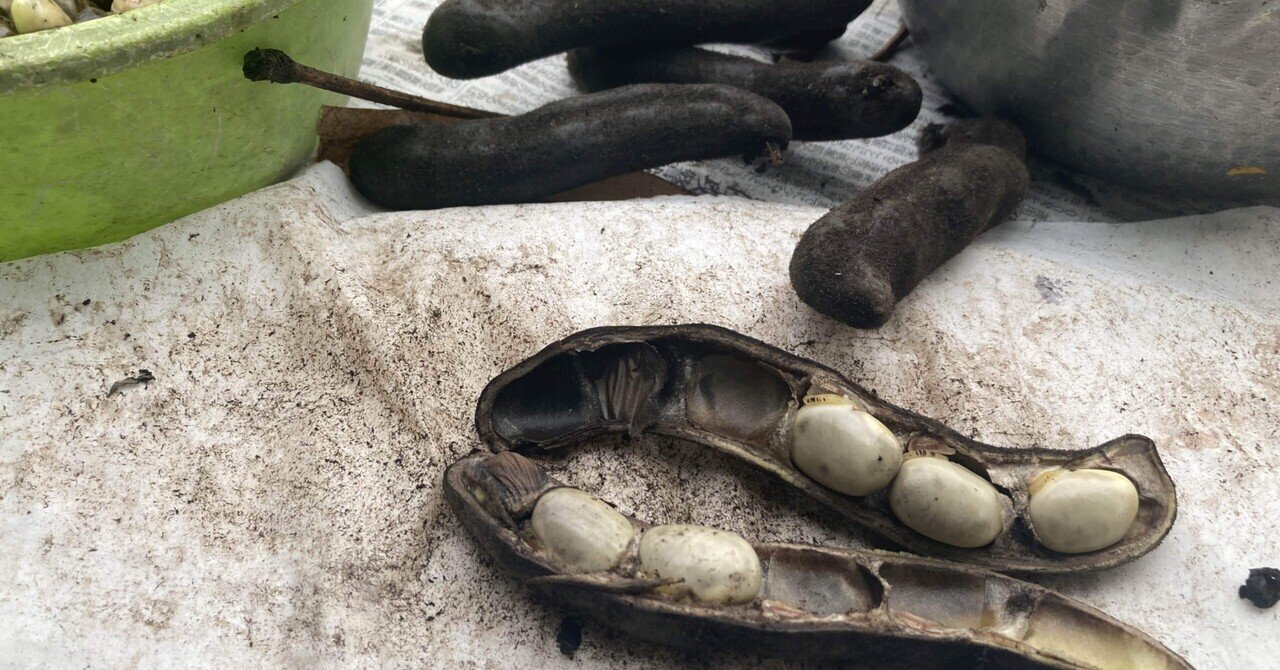 姉に感謝｜simasima｜note