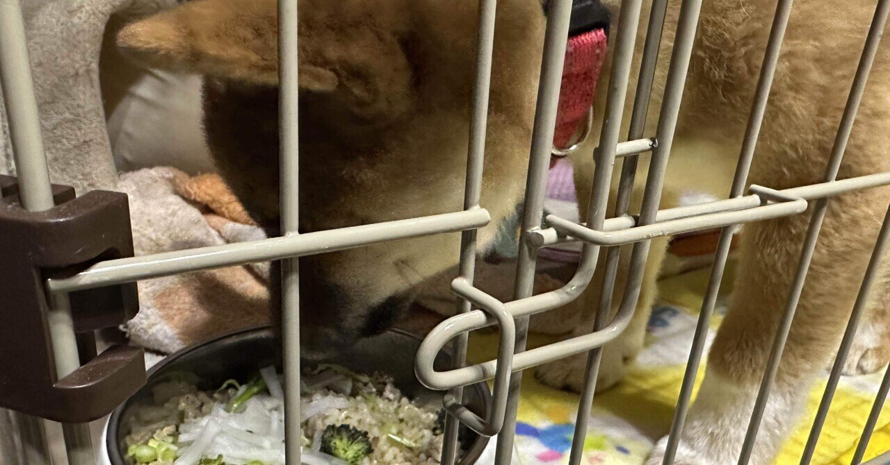 こなつチャンネル(8) こなつメシ v1.3｜NicePapa 平野 尚志