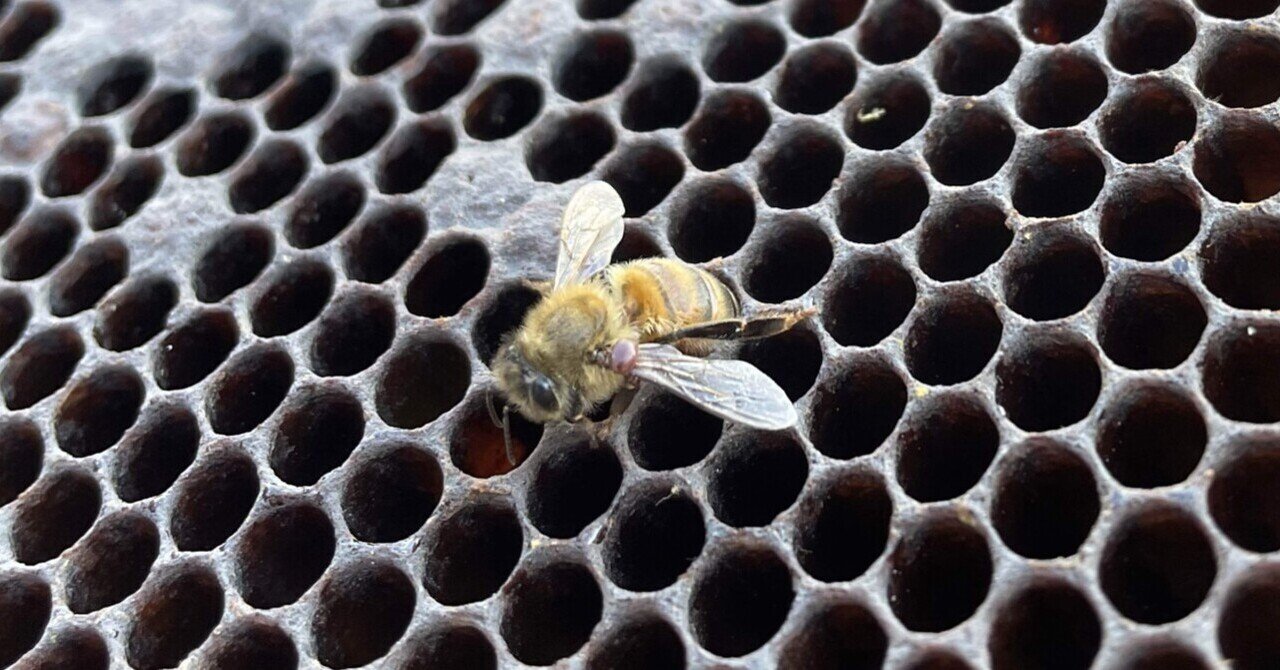 絶望の冬【養蜂生活623日目】｜yabusan（823）