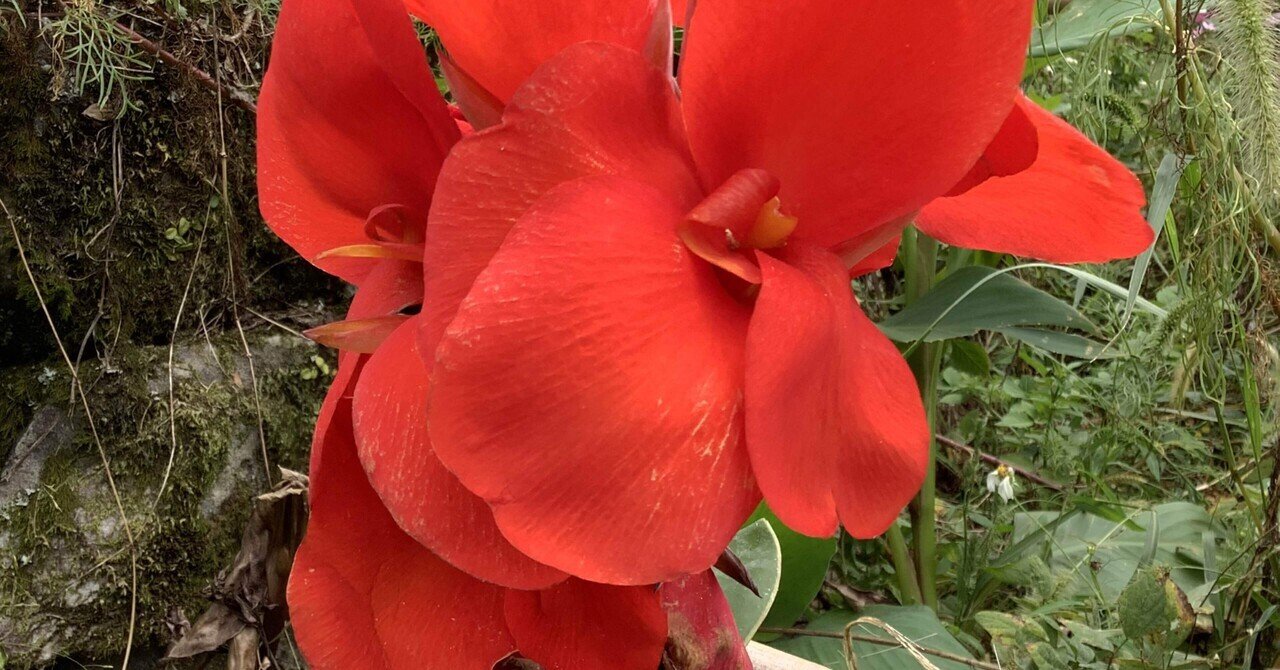 遊戯王ラッシュデュエルについて｜clean_hornet181