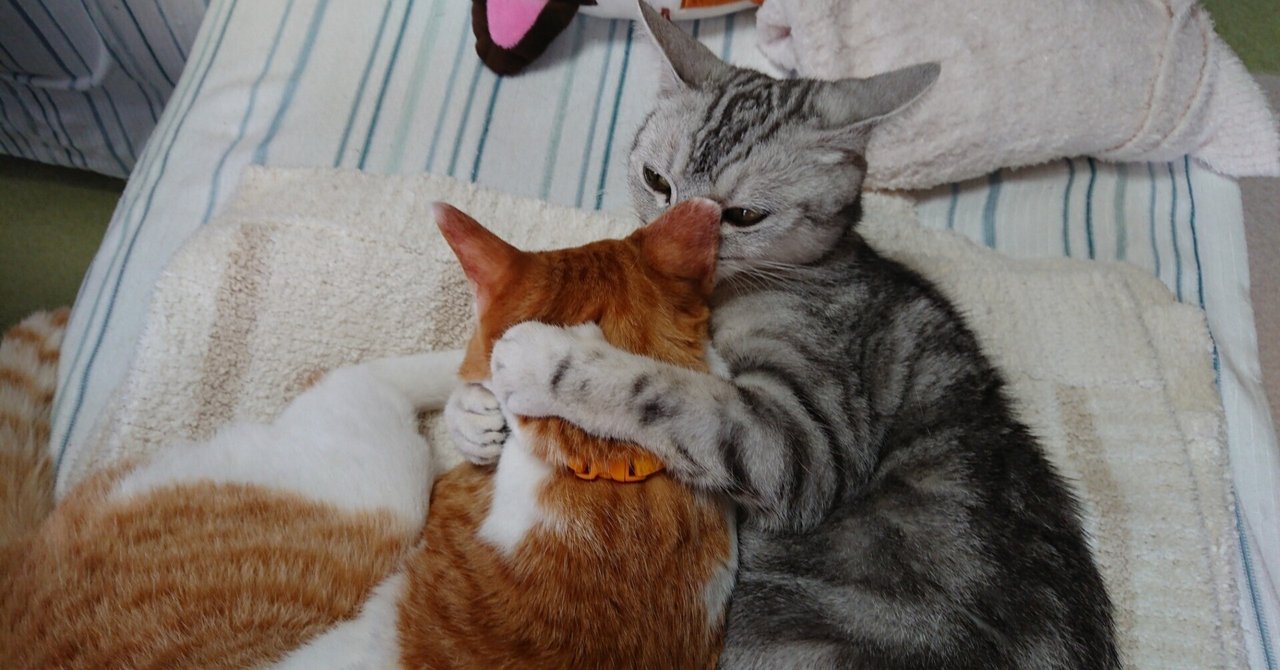 奇跡講座WB実践182 私は一瞬の間静まり、家に帰る。｜(Linp&Ruru)本当の自分を知り、本当の自分として生きる｜note