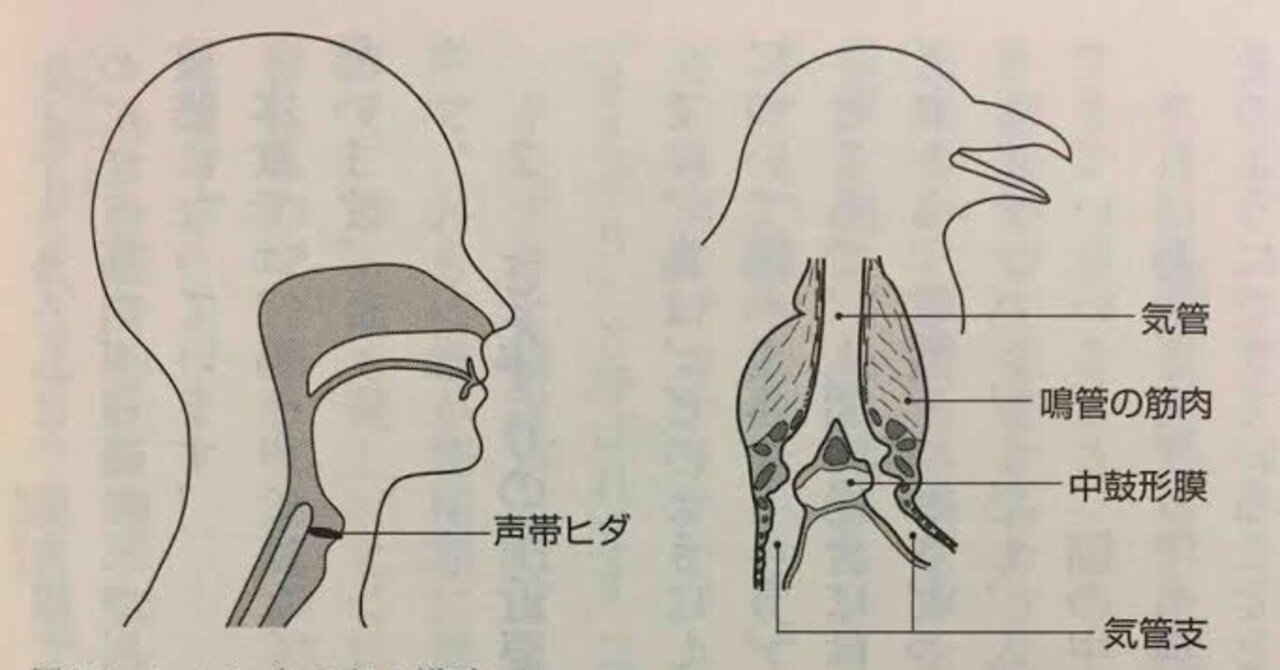 第2334回 鳥の人間への貢献度 ⑵｜翆野 大地