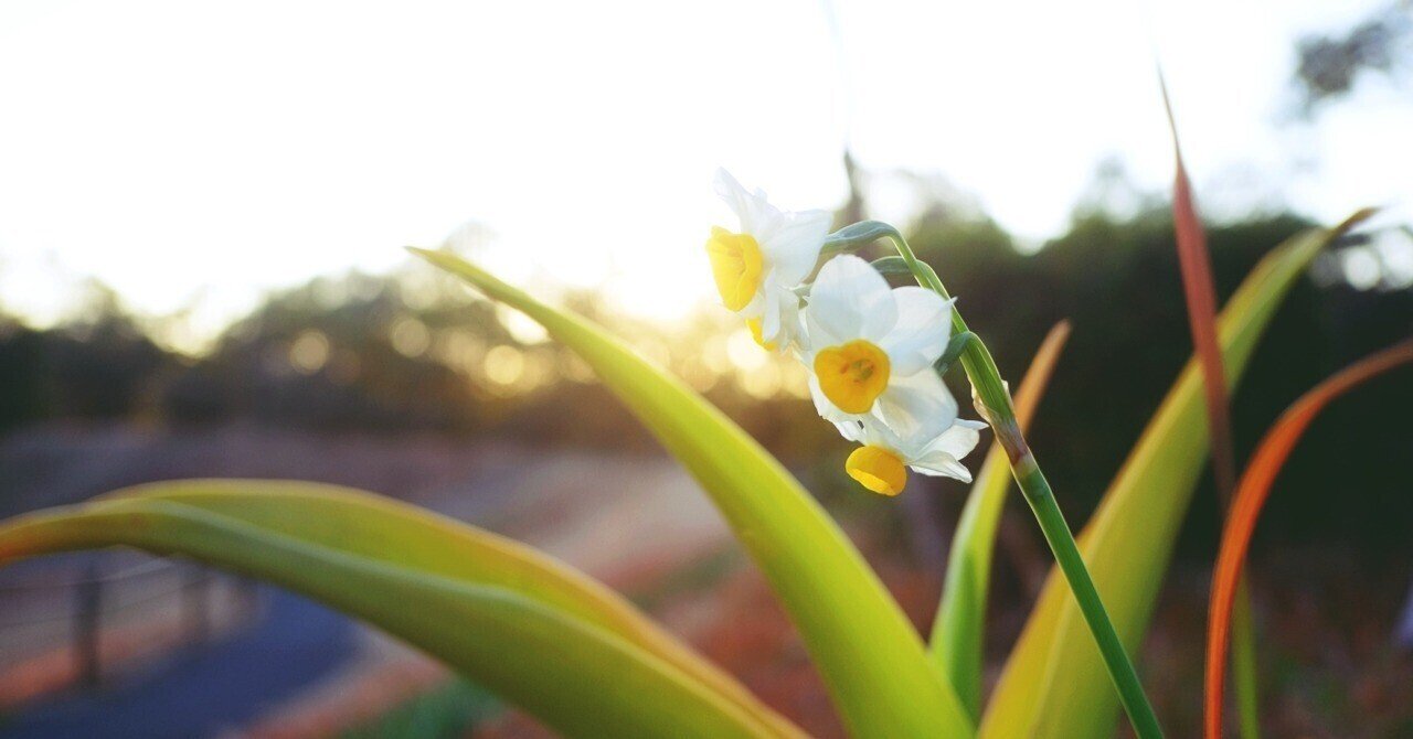 夕陽に輝く｜*michi*｜note