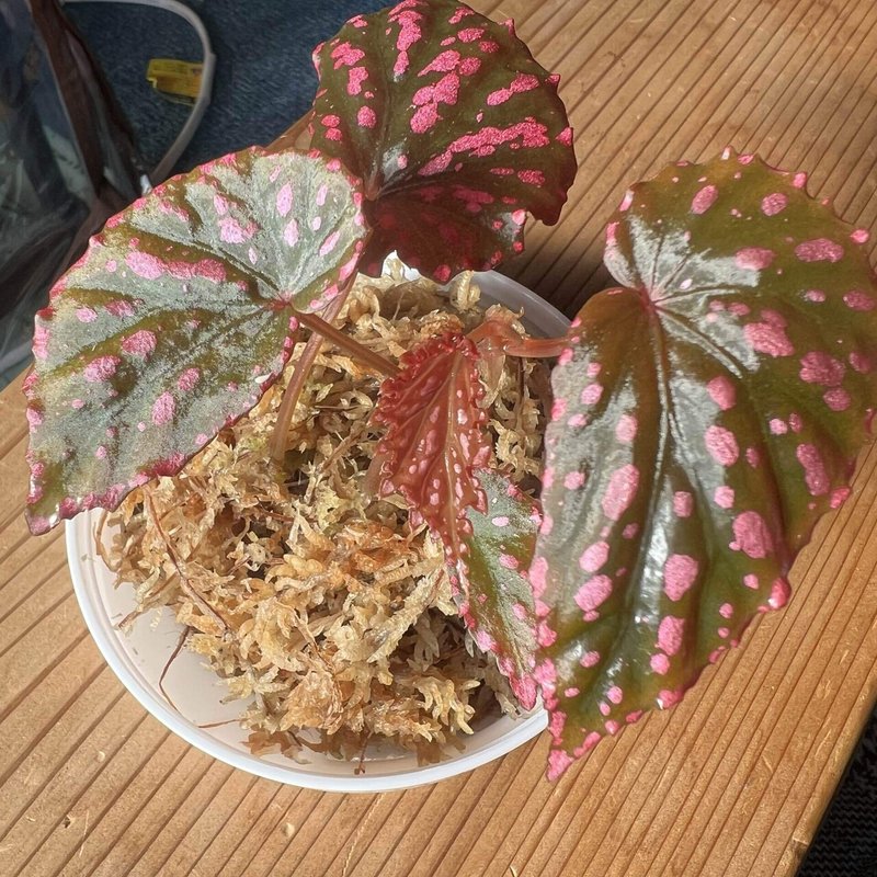 ベゴニアネグロセンシス 挿し木①｜ao_AKEMI｜note