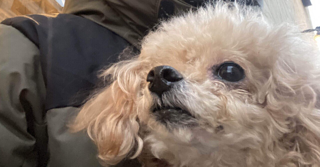 あけまして｜yosuke stellarleap