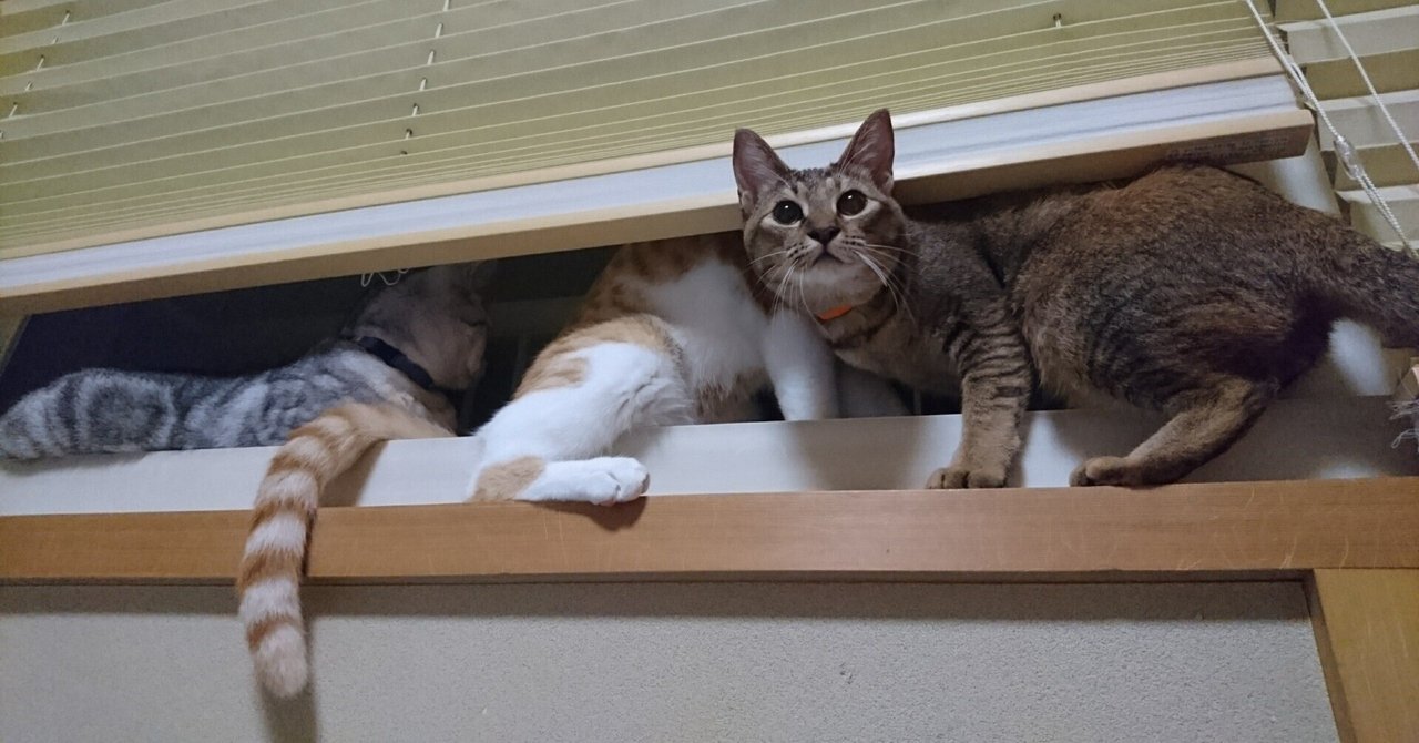 奇跡講座WB実践185 私は神の平安を望む｜(Linp&Ruru)本当の自分を知り、本当の自分として生きる