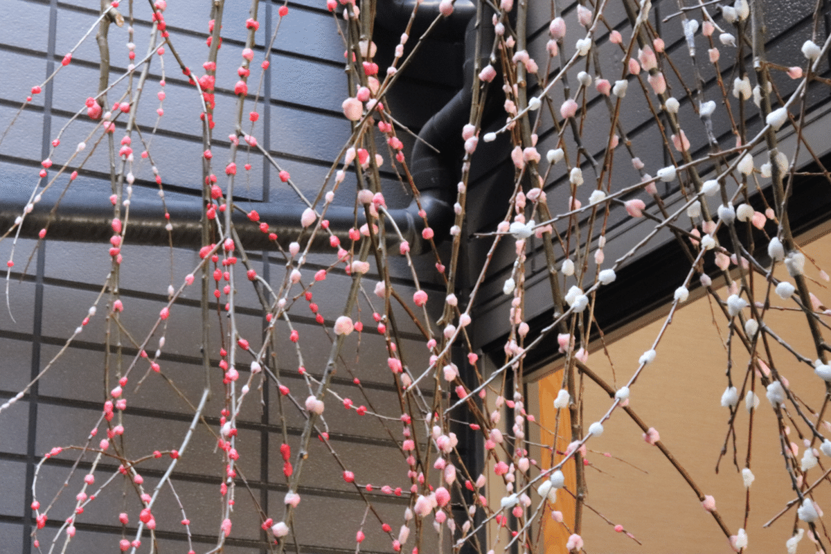 簡単！餅花作り｜Atsuko